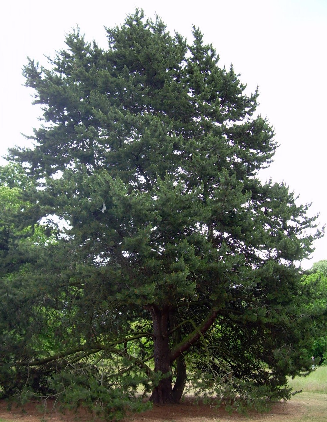 Taxonomia Plantae no Magnoliopsida: Phylum Tracheophyta Clase Pinopsida ...