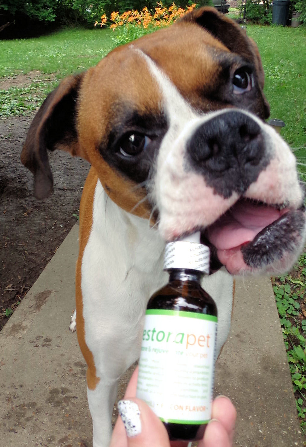 Dog Madness: Have Your Dog Behaving Like A Puppy Again With RestoraPet