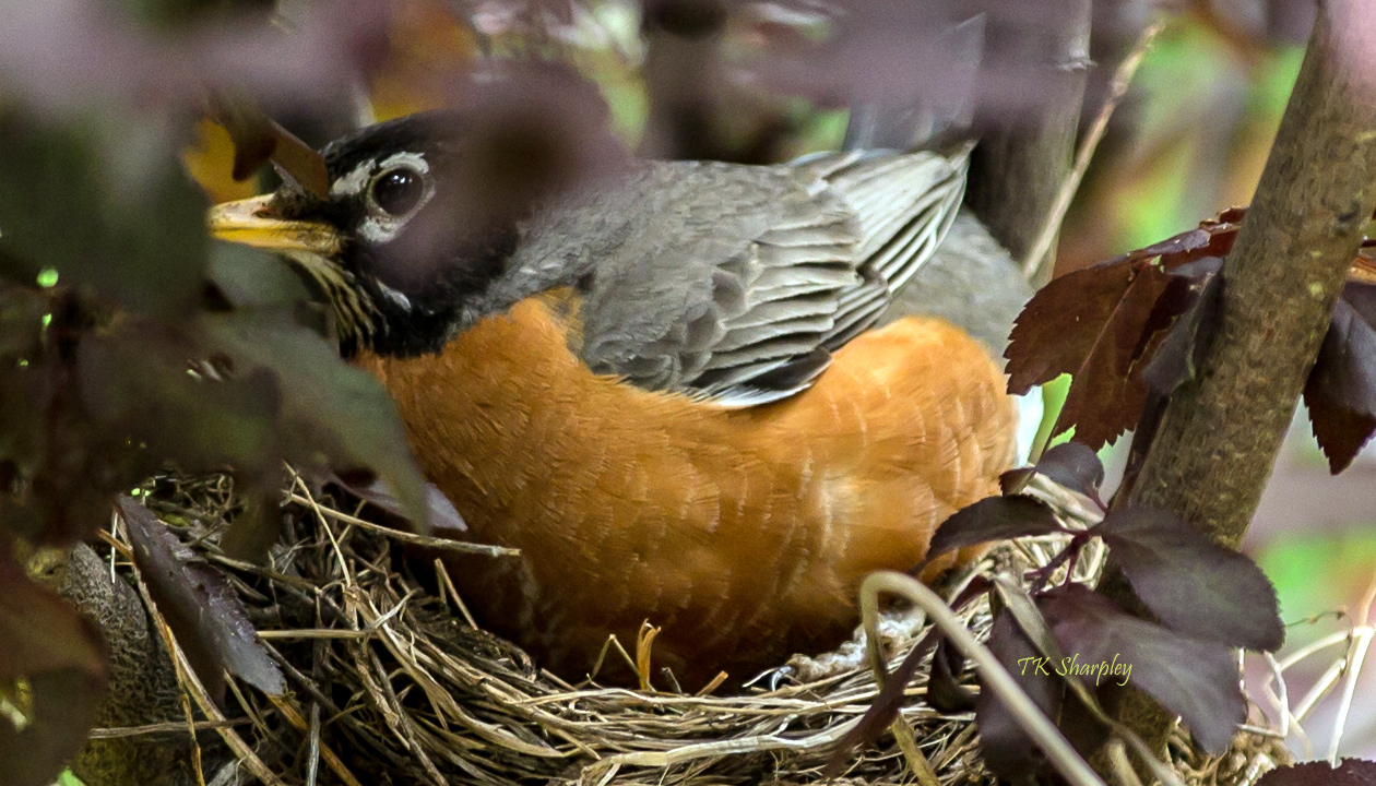 UNDER THE FLAPS: ROBINS....WATCHING THE BIRTH