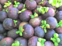 Anim Agro Technology: KHASIAT MANGGIS