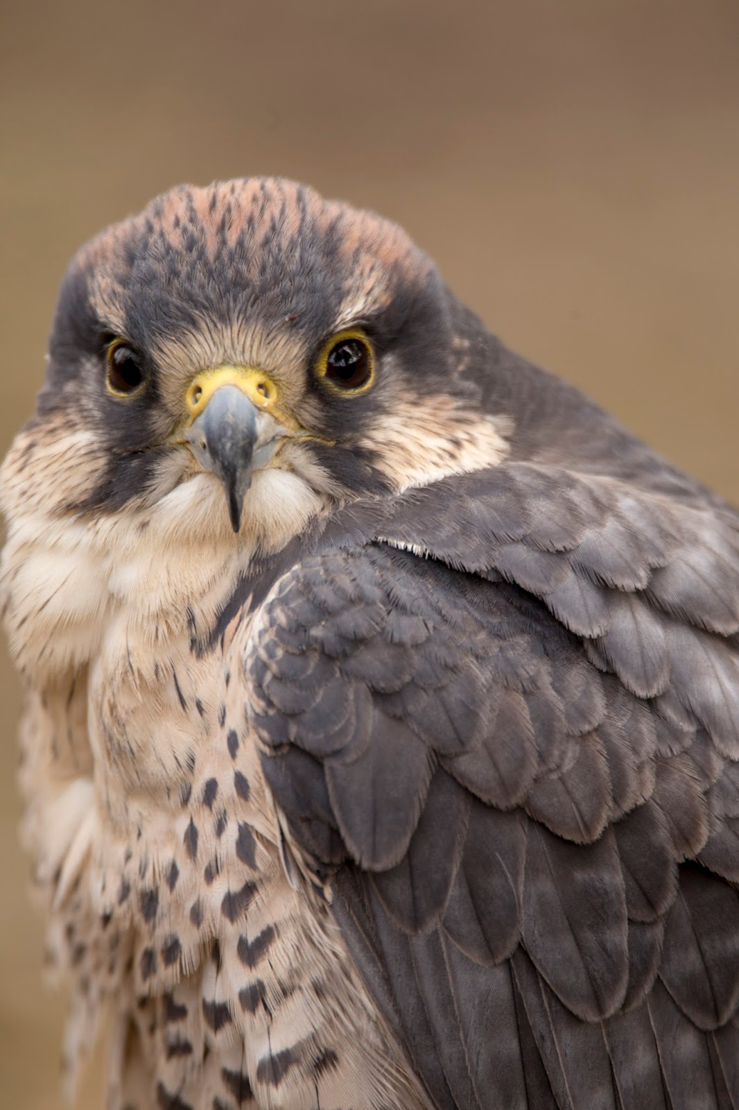 Chipster63 Photography: Lanner Falcon