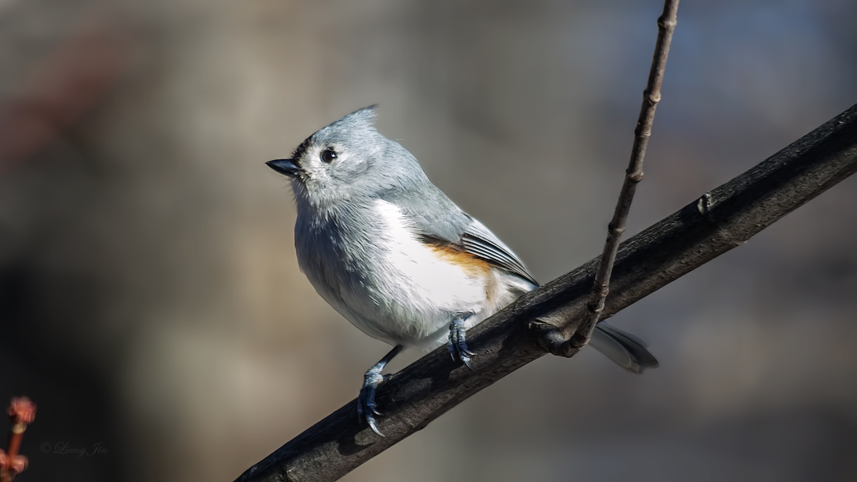 See What I See: Birds in January