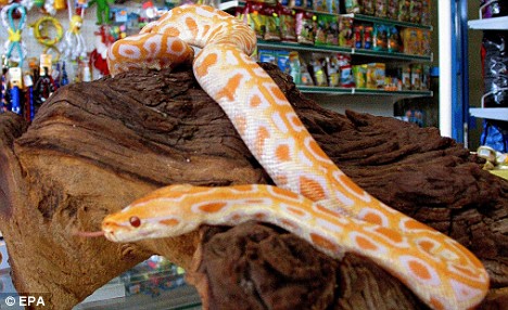 Python Molurus Albina & Pigmentada: As Python Molurus Bivittatus ou ...