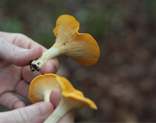 Foraging for Edible Mushrooms in Richmond Virginia | 17 Apart