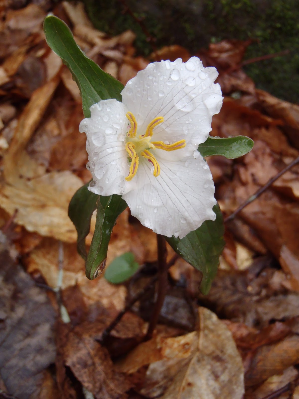 Eden Falls - Lost Valley Hike | Trails of Arkansas (& now California)