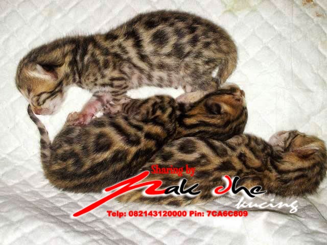jual kucing bengal dan munchkin - pak dhe bengal indonesia