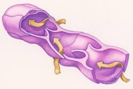 BIOLOGIA-GEOLOGIA DBH3: LINFAREN ZIRKULAZIO-SISTEMA