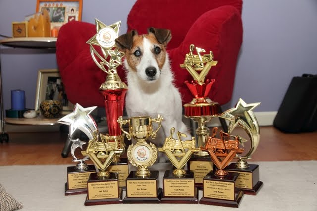 Groovy Dogs Just Wanna Hv Fun