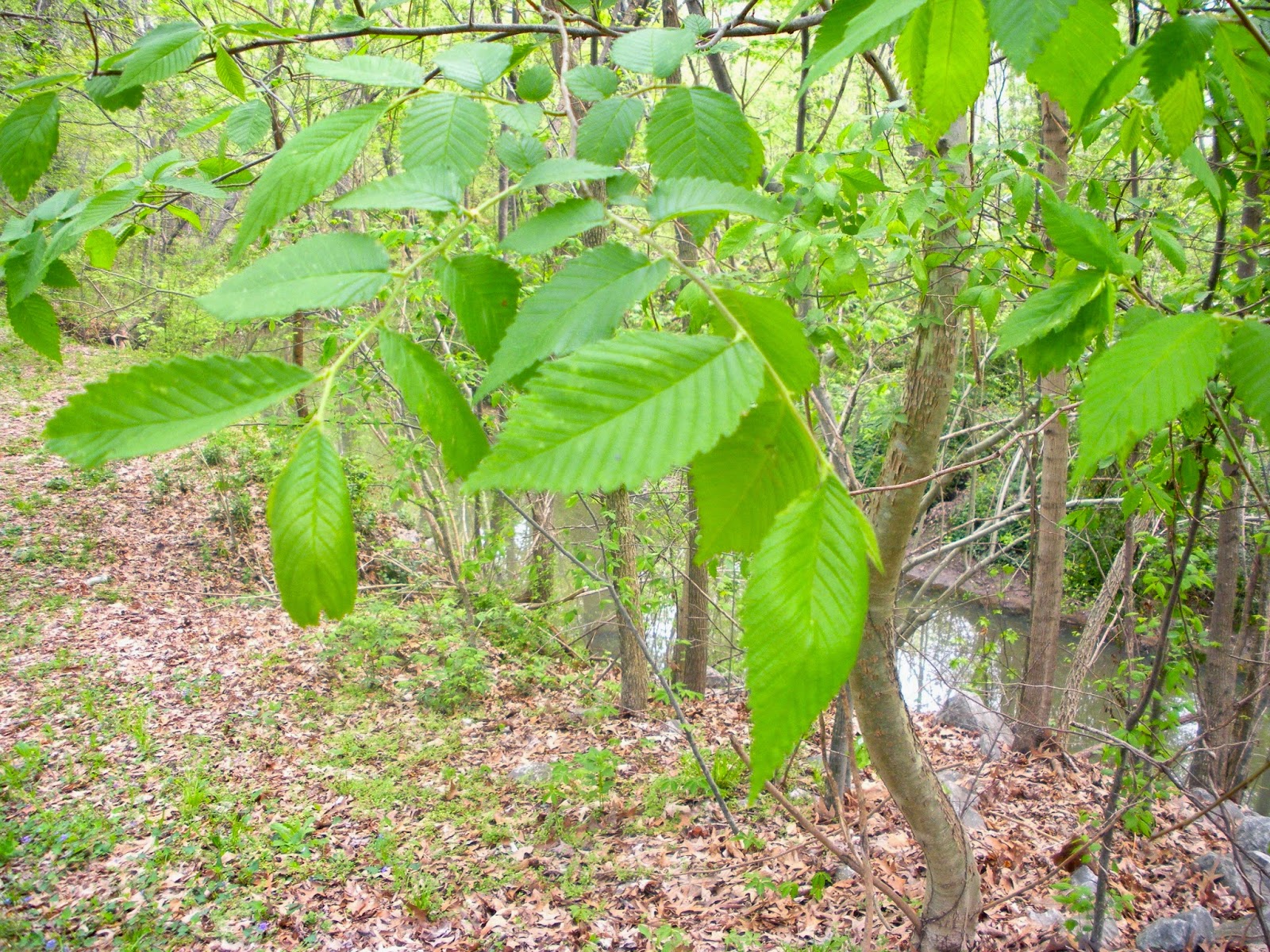 Memphis Trees: A walk in the Greentrees neighborhood to Holmes Park and ...