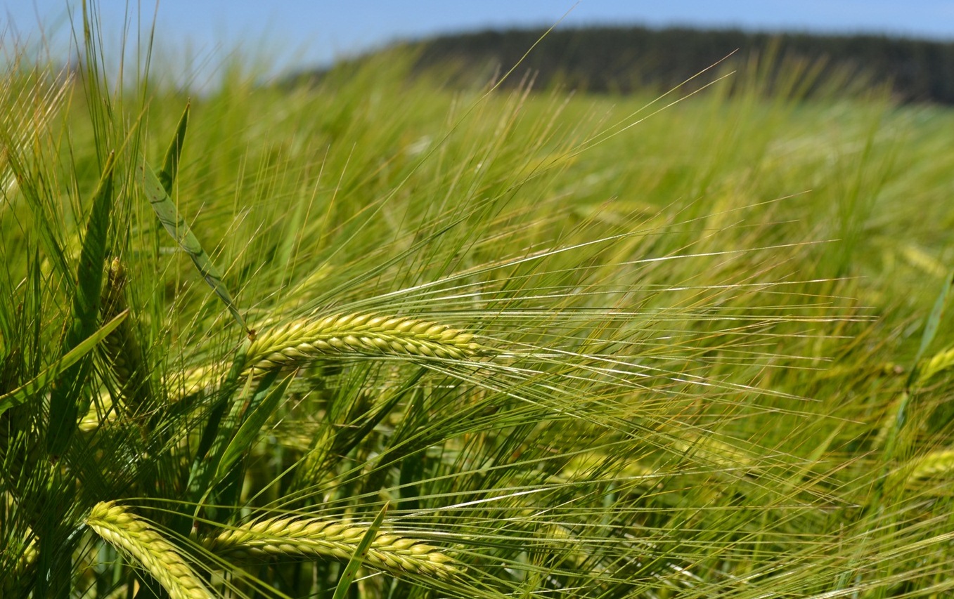 Blog do Edu Ambiental: Cevada