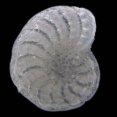 Foraminifera - the blog of foraminifera.eu: Mallorca foraminifera ...