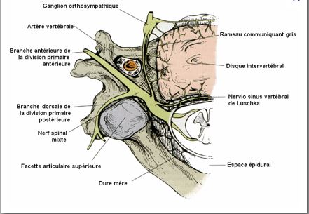 Un médecin du sport vous informe: Manipulations vertébrales, de la ...