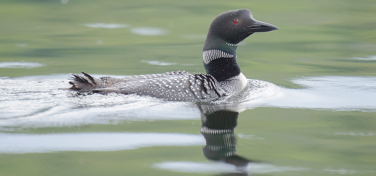 Northof49Photography: Species Spotlight - The Great Northern Loon