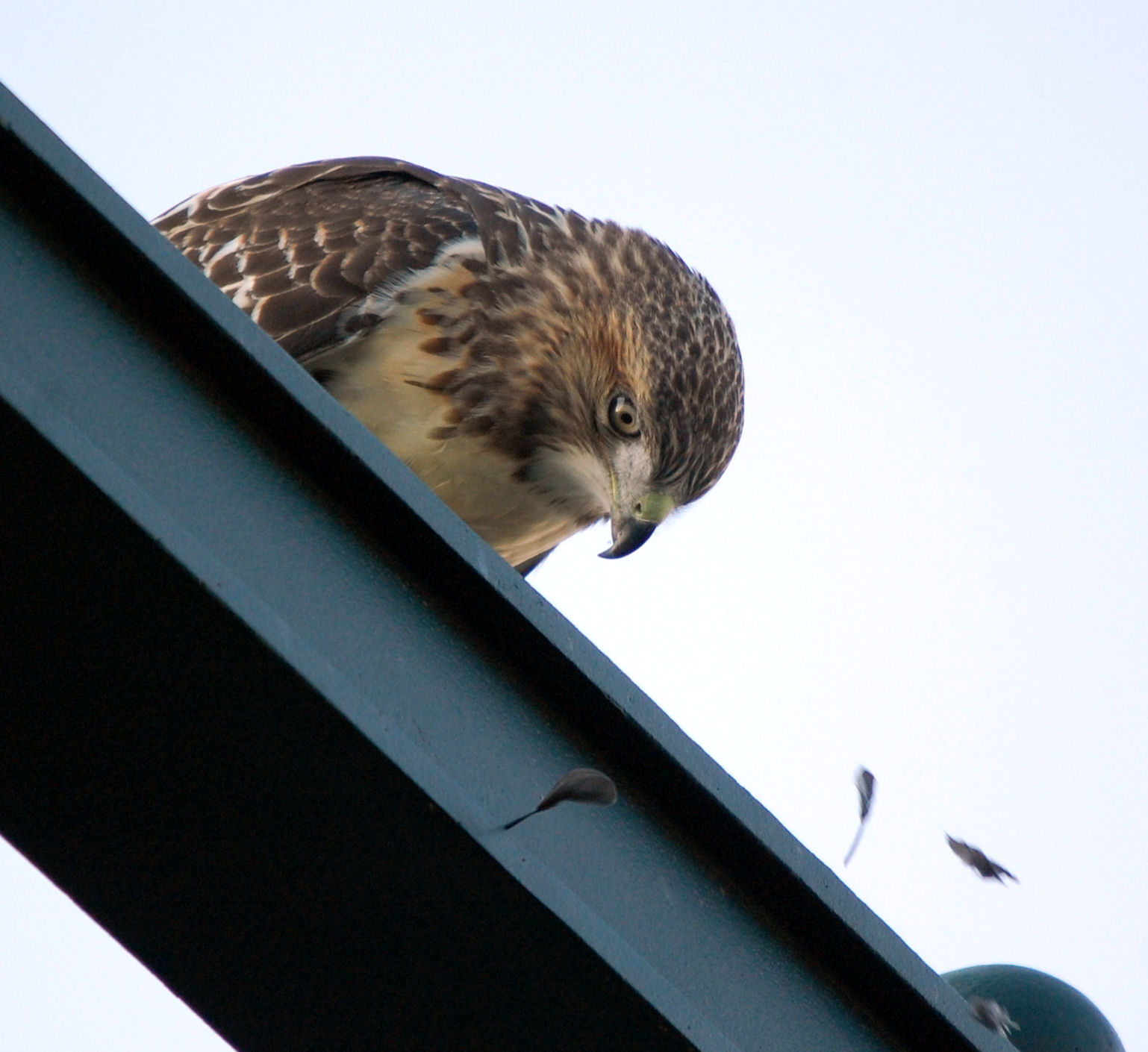 Hawkwatch at the Franklin Institute: News of #3 - and an eyass finally ...