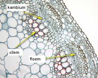 Pengertian Dan fungsi Jaringan Xilem dan Floem Pada Tumbuhan ...