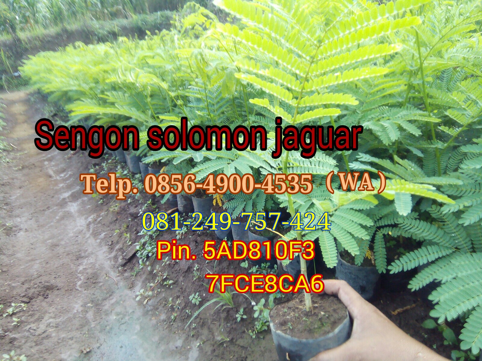 sengon solomon: ciri-ciri Sengon solomon jaguar.