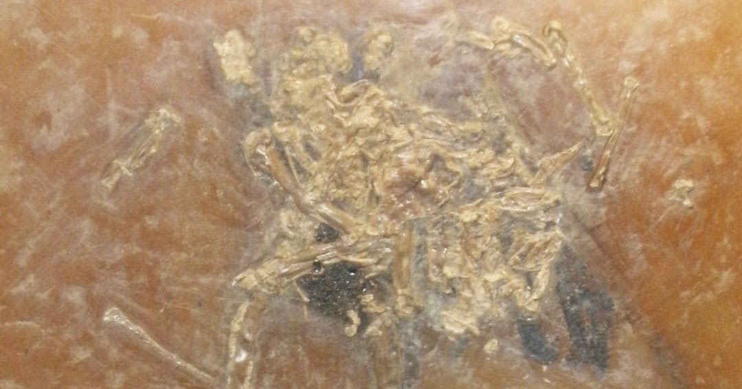 Variety of Life: Cariamiformes