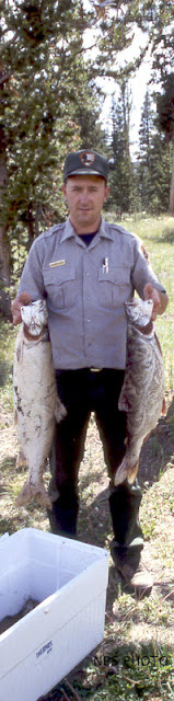 Fly Fishing In Yellowstone National Park: Native Fish Get Boost