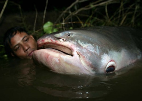 Big Fishes of the World: CATFISH MEKONG PANGASIUS (Pangasianodon gigas)