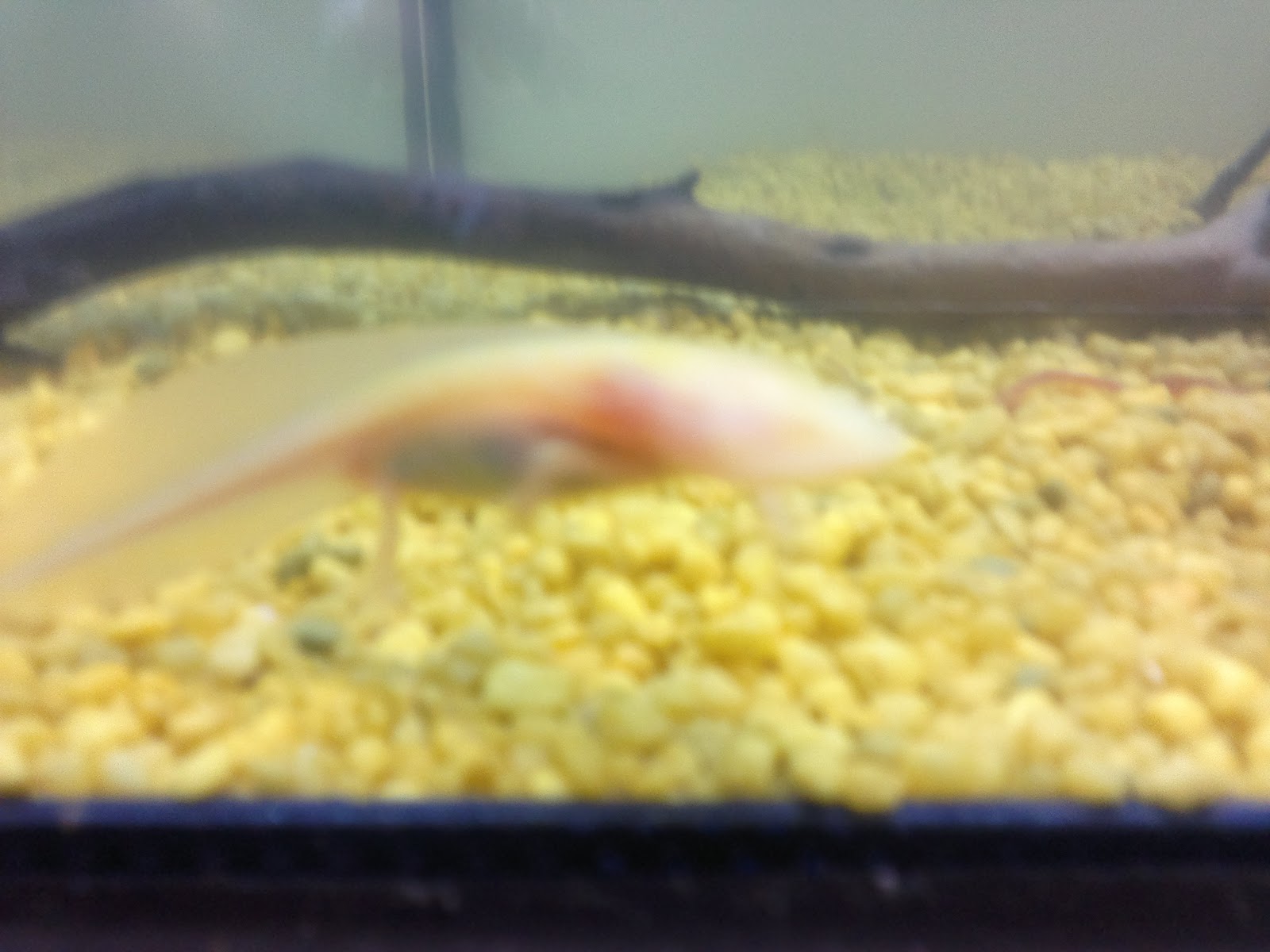 Animalia Planet: Ajolote