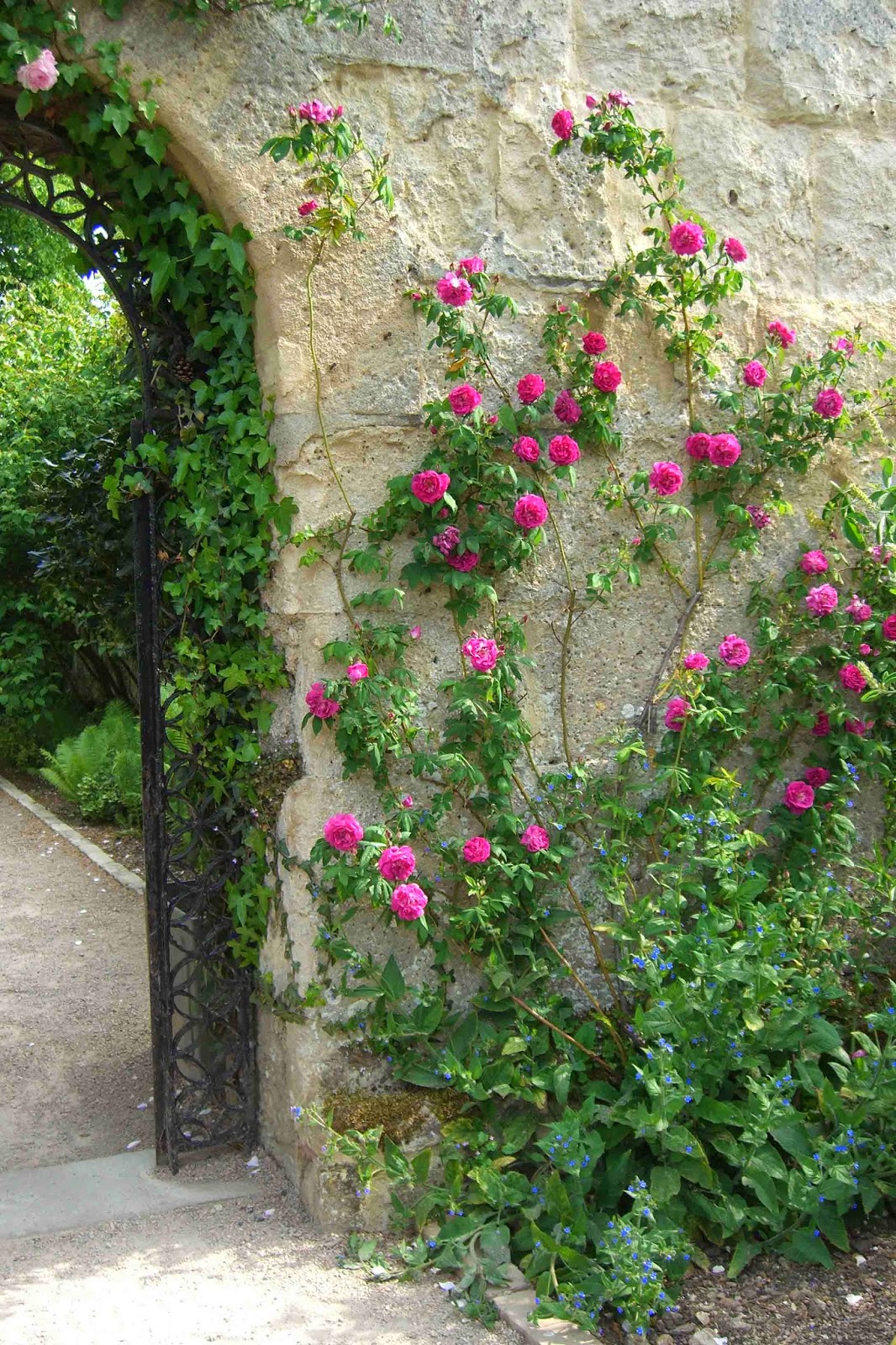 Picture of the Week: Roses and Arch