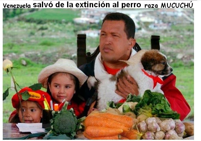 Mis propuestas 2024: PERRO PASTOR CHIRIBAYA = RAZA PERUANA