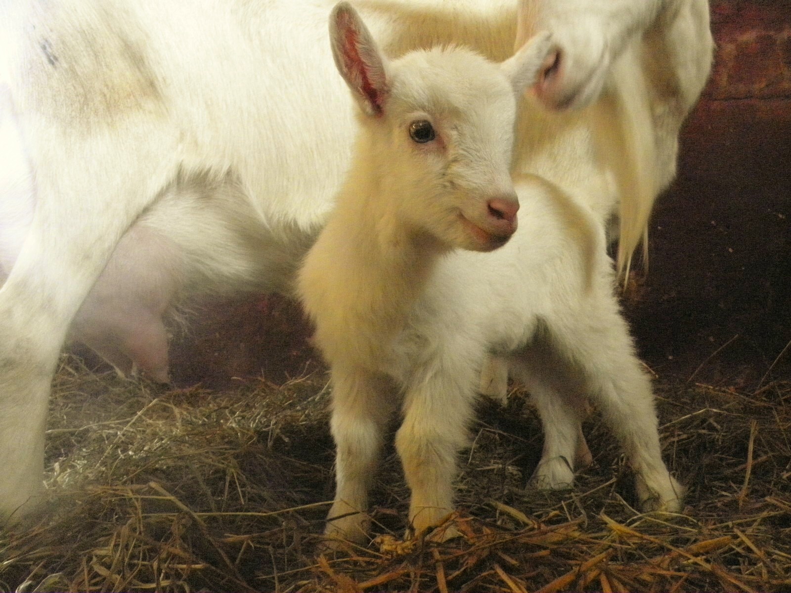 kinderboerderij winschoten: jonge geitjes