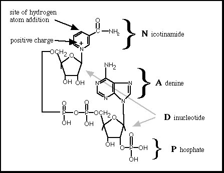 zila's world: Struktur AMP, ADP, ATP, NAD, NADP, NADPH