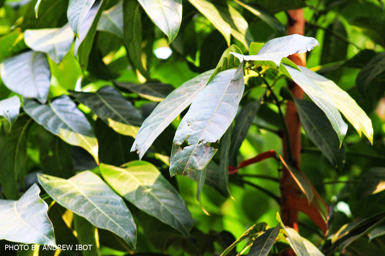 Ako si ANDREW IBOT!: Niyog-Niyogan