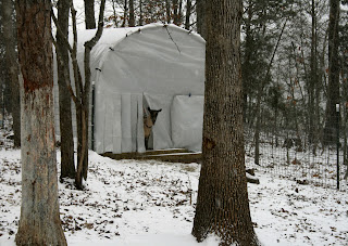 A Tiny Homestead: Cattle Panels