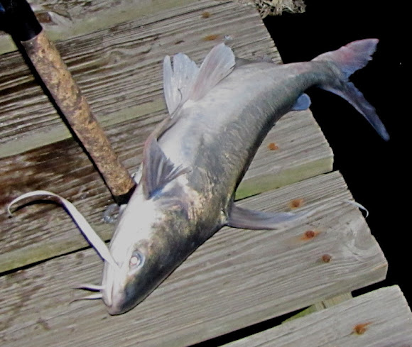 Gafftopsail Catfish | Animal Unique In The World
