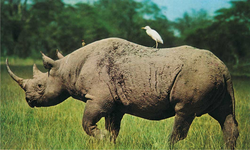 animals: Rhino