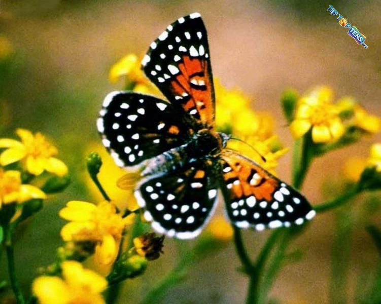Vivien's: 10 Most Beautiful Species of Butterflies