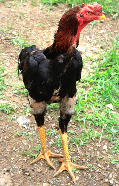 Shamo Chicken: Characteristics, Temperament & Full Breed Info
