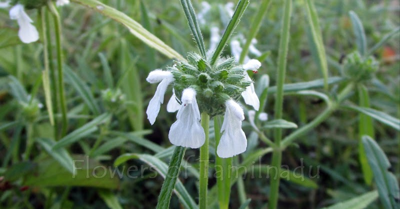 Leucas aspera - Common Leucas - Flowers of Tamilnadu