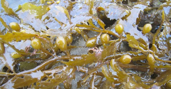 Microscopic Brown Algae