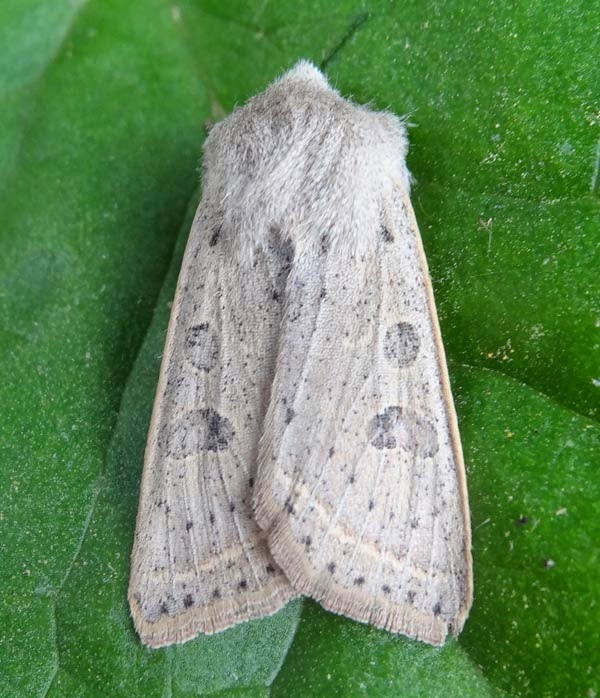 MERSEA WILDLIFE: TOAD FACE