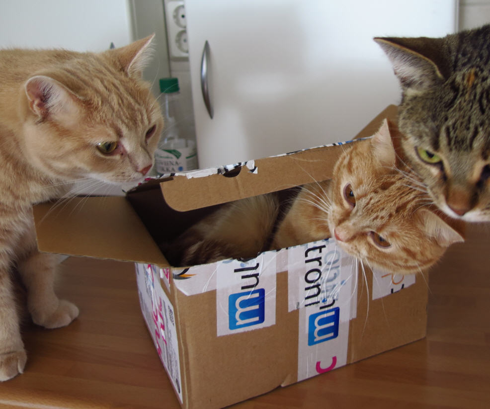 Kiskatit: Postipaketti