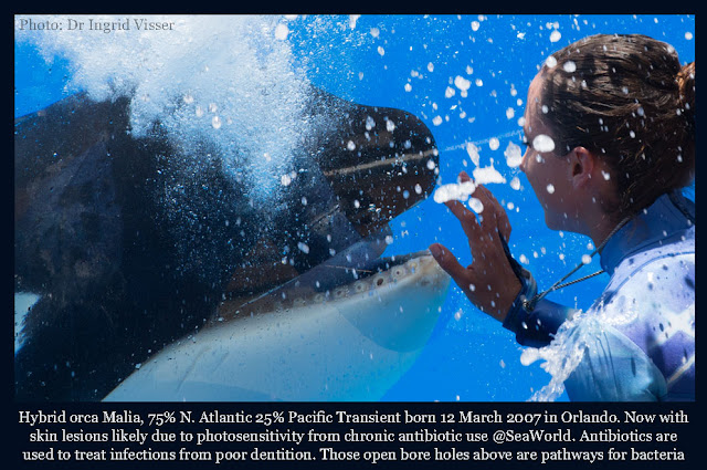 Voice of the Orcas: Phototoxicity and is the Hybrid SeaWorld Orca Malia ...