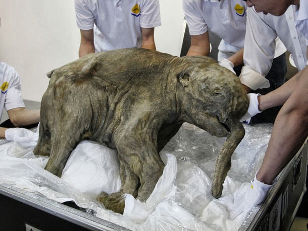 Mundo Pré-Histórico: Mamute