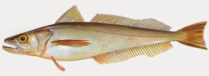 El rincón de Mundín: LA MERLUZA: CARACTERÍSTICAS Y DIFERENCIAS