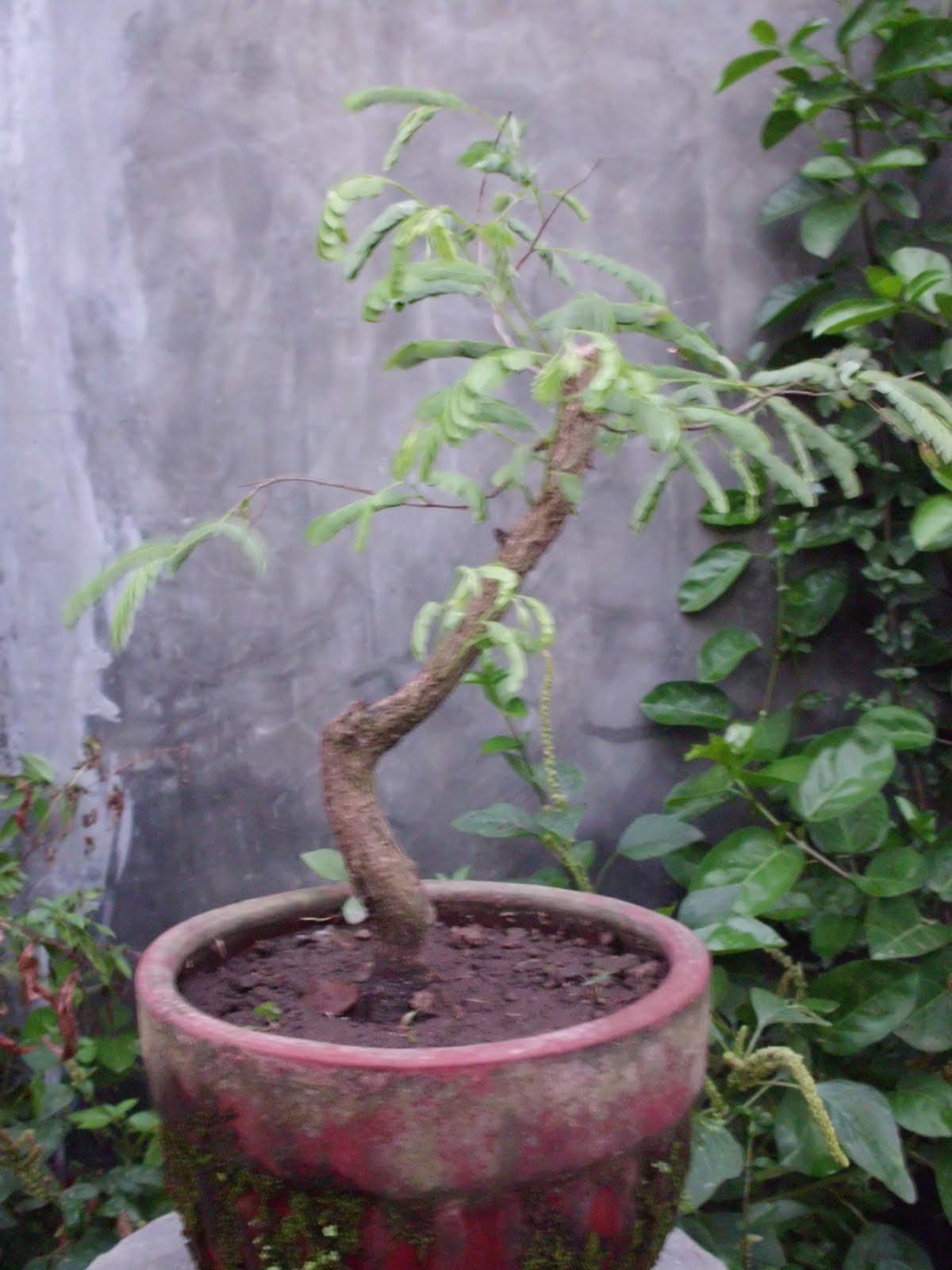 BONSAI: bonsai asem jawa.. / Bagek (bhs Lombok)