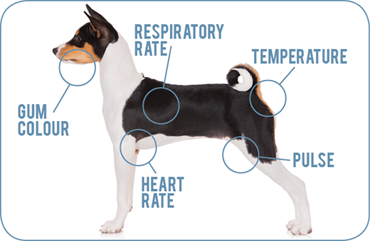 Symptoms to Watch for in Your Dog: The Big Picture