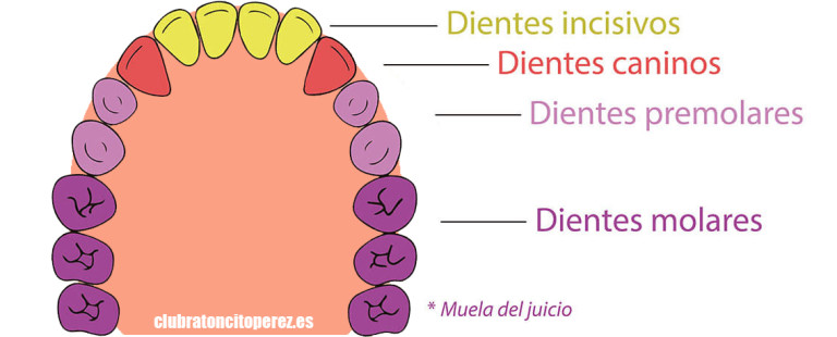 Nombre de los dientes y función ~ CLÍNICA UPLA 2018 PECHO SALAZAR
