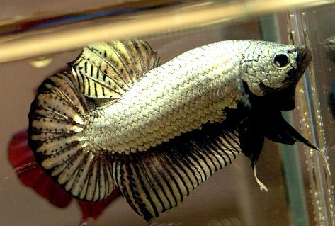 Bộ sưu tập cá rồng Betta | Kỹ thuật nuôi trồng.com