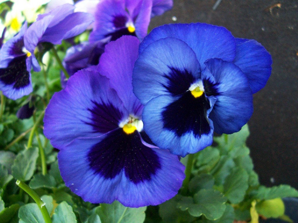 Butternut Valley Family History: Gregory, George Adrian 1859-1935 New ...