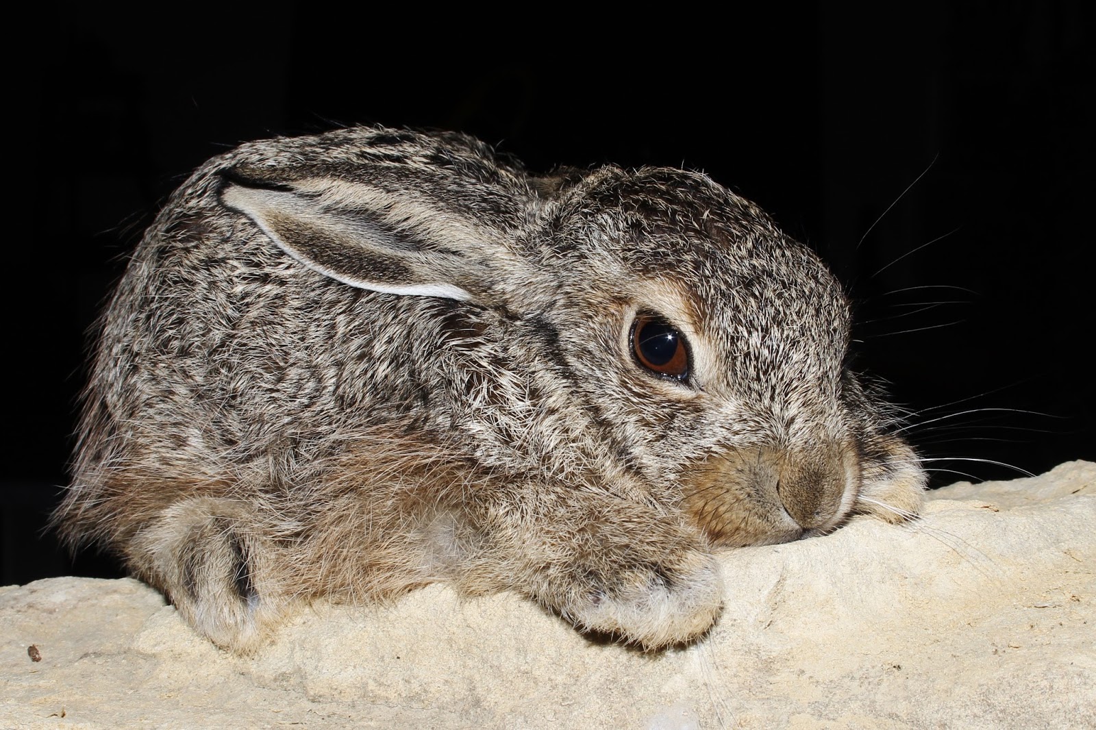 Mammals of Cyprus - Τα θηλαστικά της Κύπρου by George Konstantinou ...