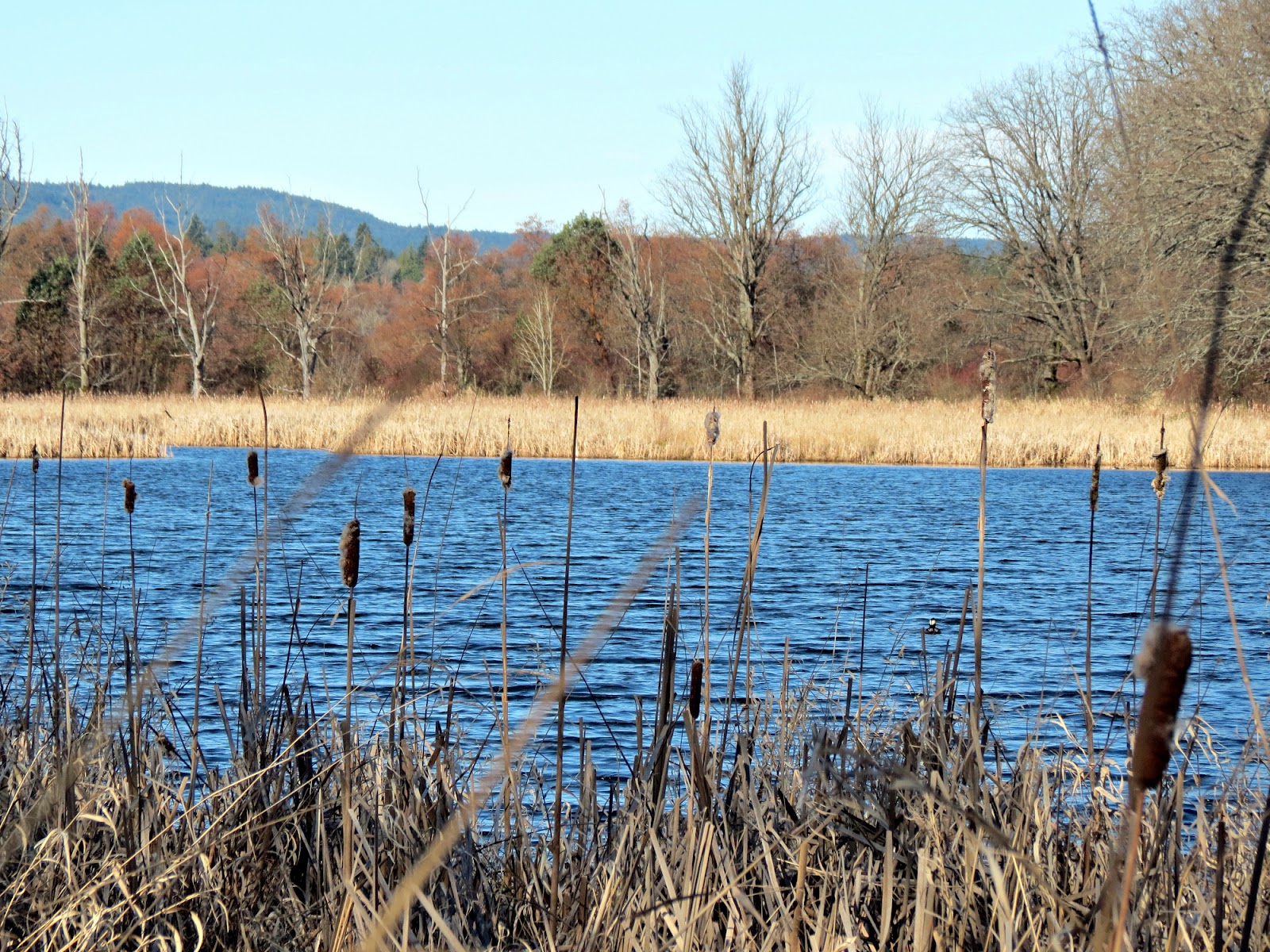 Everything Nanaimo: BUTTERTUBS MARSH: EARLY SPRING