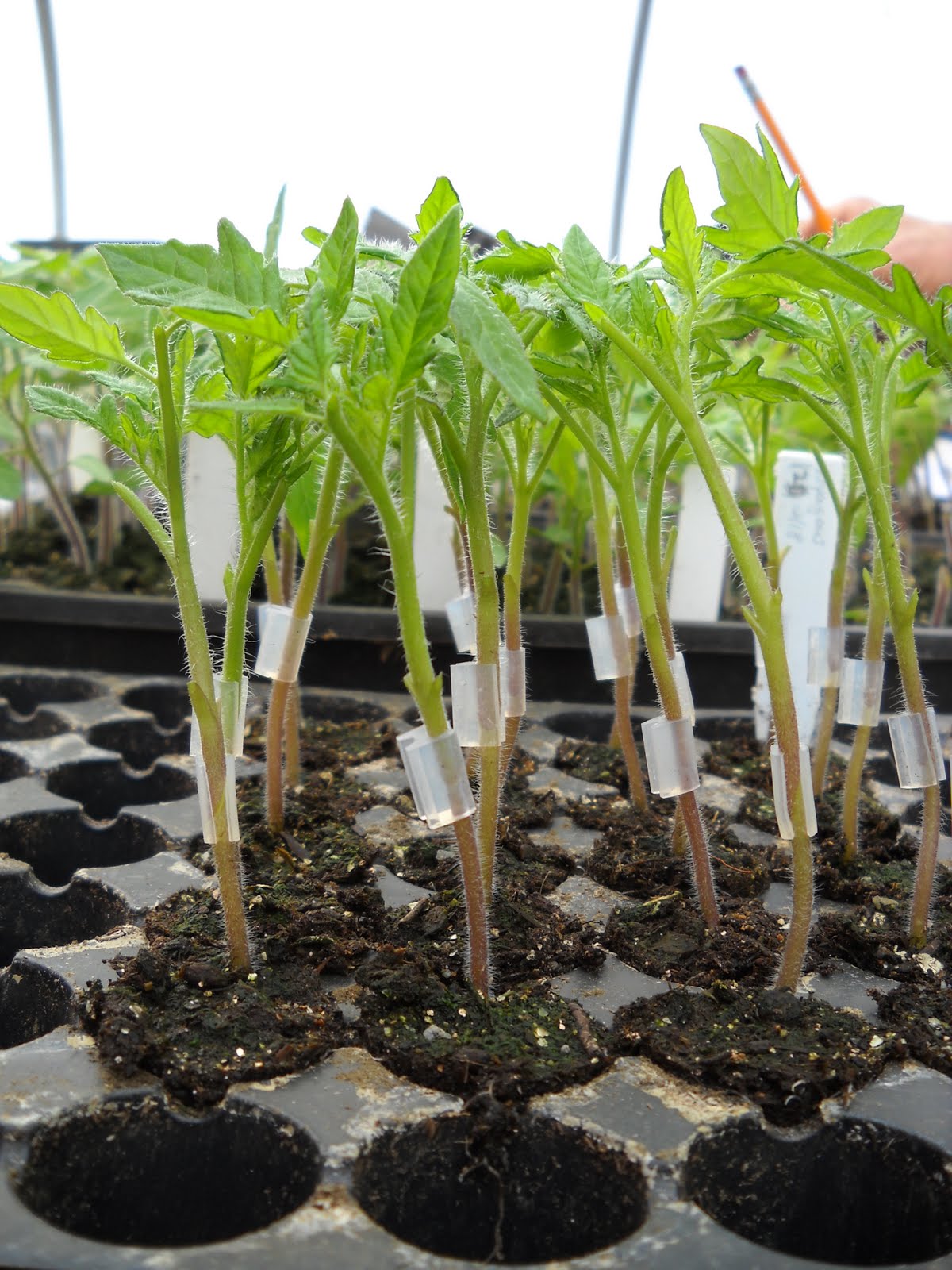 Luna Bleu Farm: Grafting Tomatoes: Off with Their Heads!