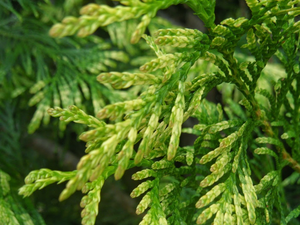 BOTÁNICA SOBRADA: TUIA